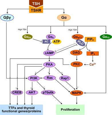 Frontiers | Intrathyroidal feedforward and feedback network regulating ...